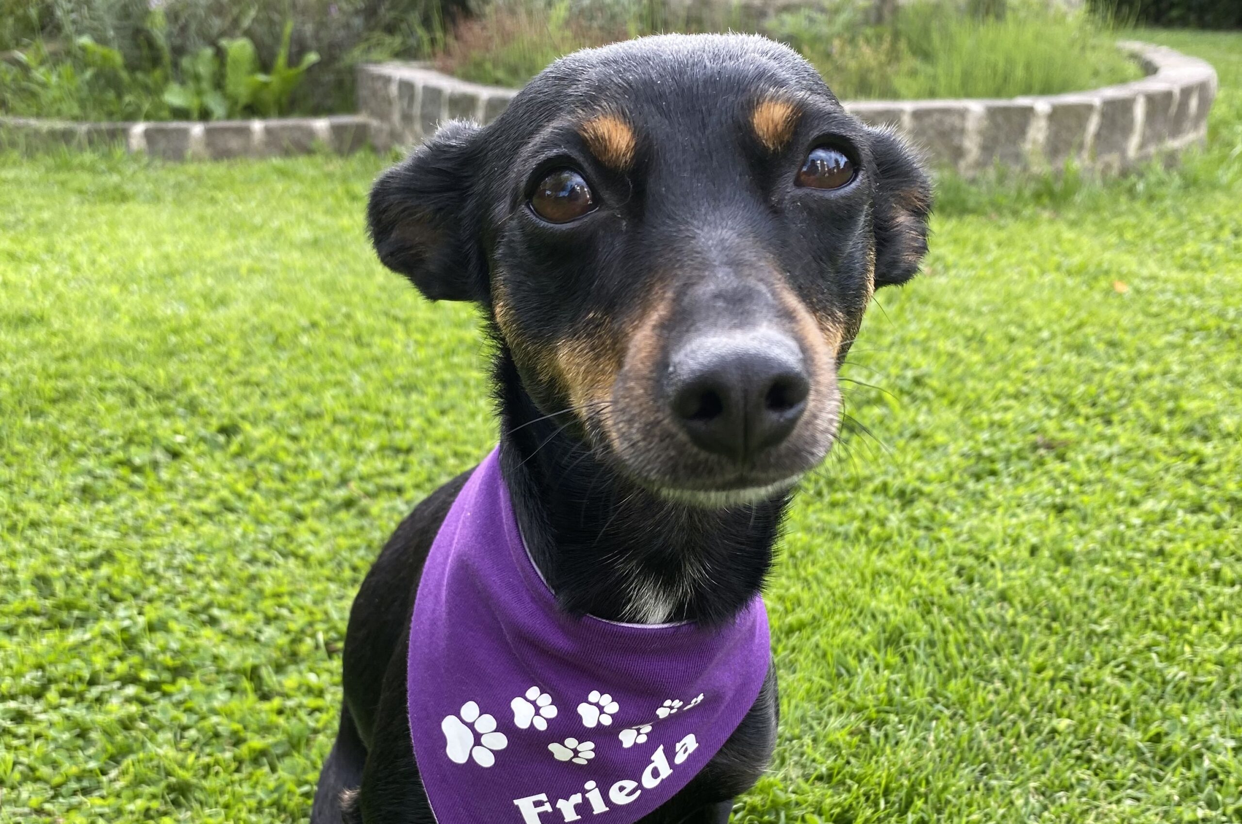 Schulhund Frieda – Tetta von Oldersum Schule